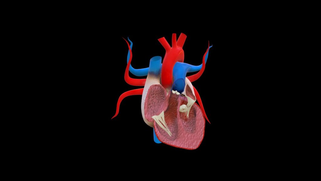 HEART INNER ANATOMY V1 - 3D model by Brian Buckles (@subd3) [d4a40c4 ...