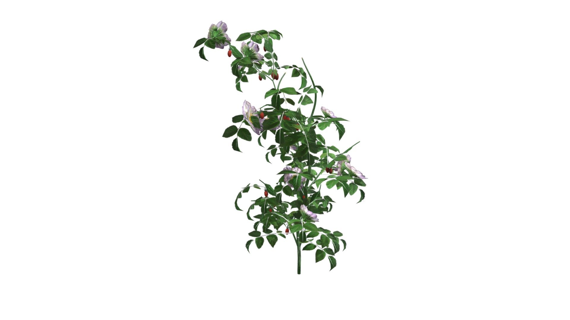 Dog Rose Flower #05 - Buy Royalty Free 3D model by meshshape [d4ab138 ...