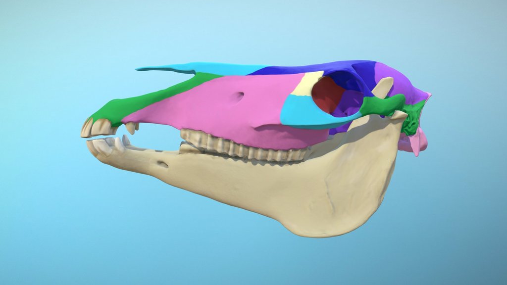 Skull bones - A 3D model collection by bittarvet - Sketchfab