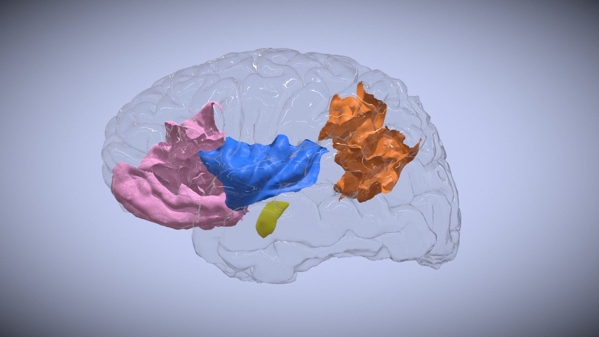 Cerebro feliz - Download Free 3D model by Marco Sánchez (@biomarco ...