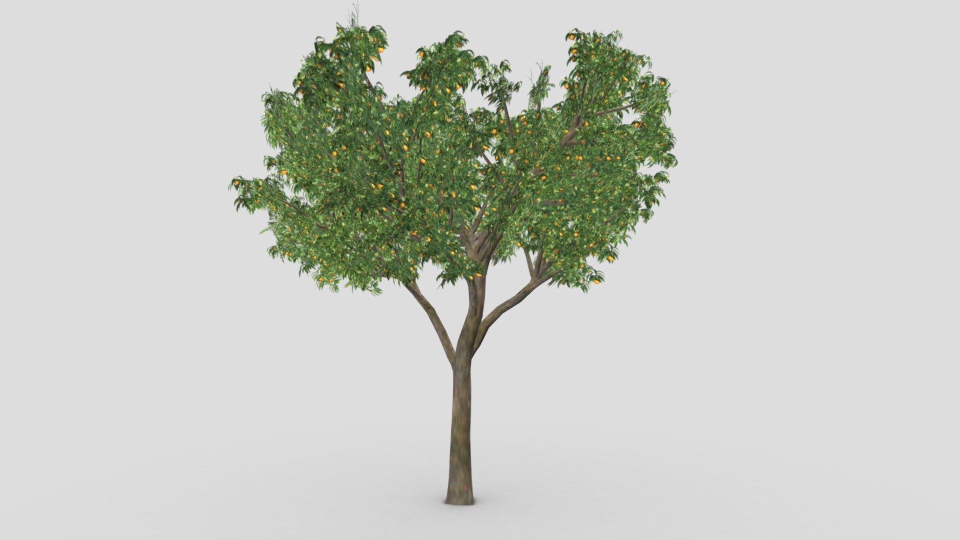 Orange Tree- S14 - Buy Royalty Free 3D model by ASMA3D [d4b76f8 ...