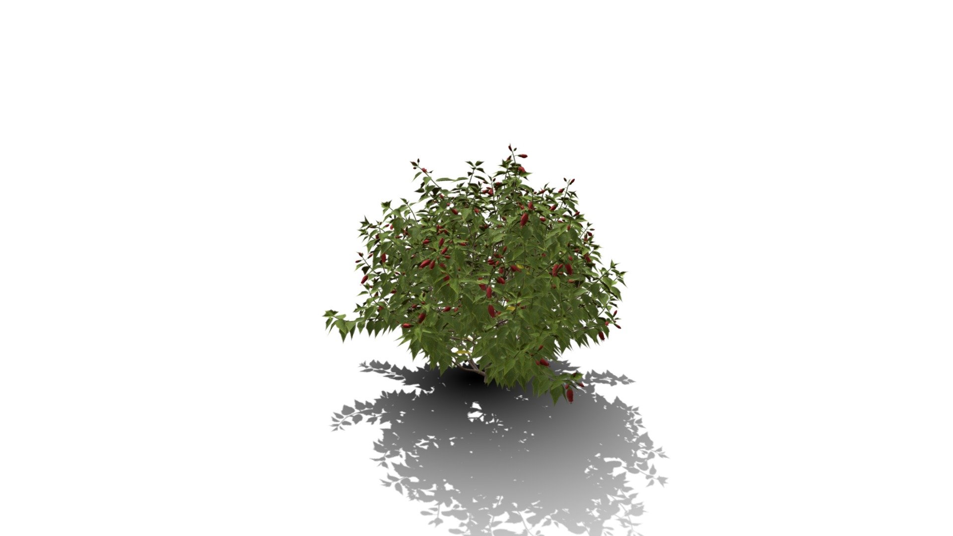 Realistic HD Turk's cap mallow (2/20) - Buy Royalty Free 3D model by ...