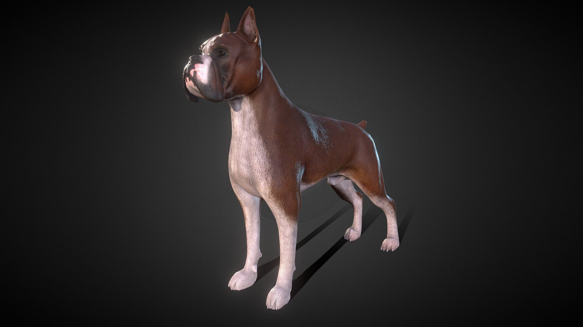 Boxer Dog - Buy Royalty Free 3D model by animod [d4b9cd7] - Sketchfab Store