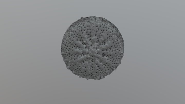 Electron-microscope 3D models - Sketchfab