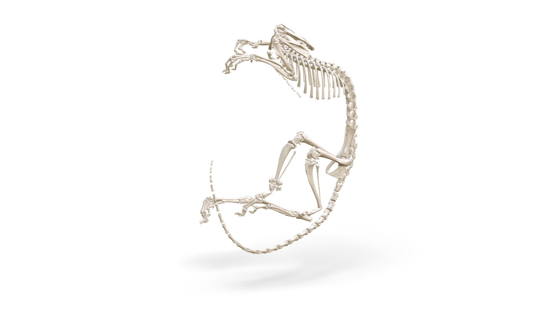 Apodemus peninsulae (MSB:Mamm:94320) - 3D model by Biodiversity ...