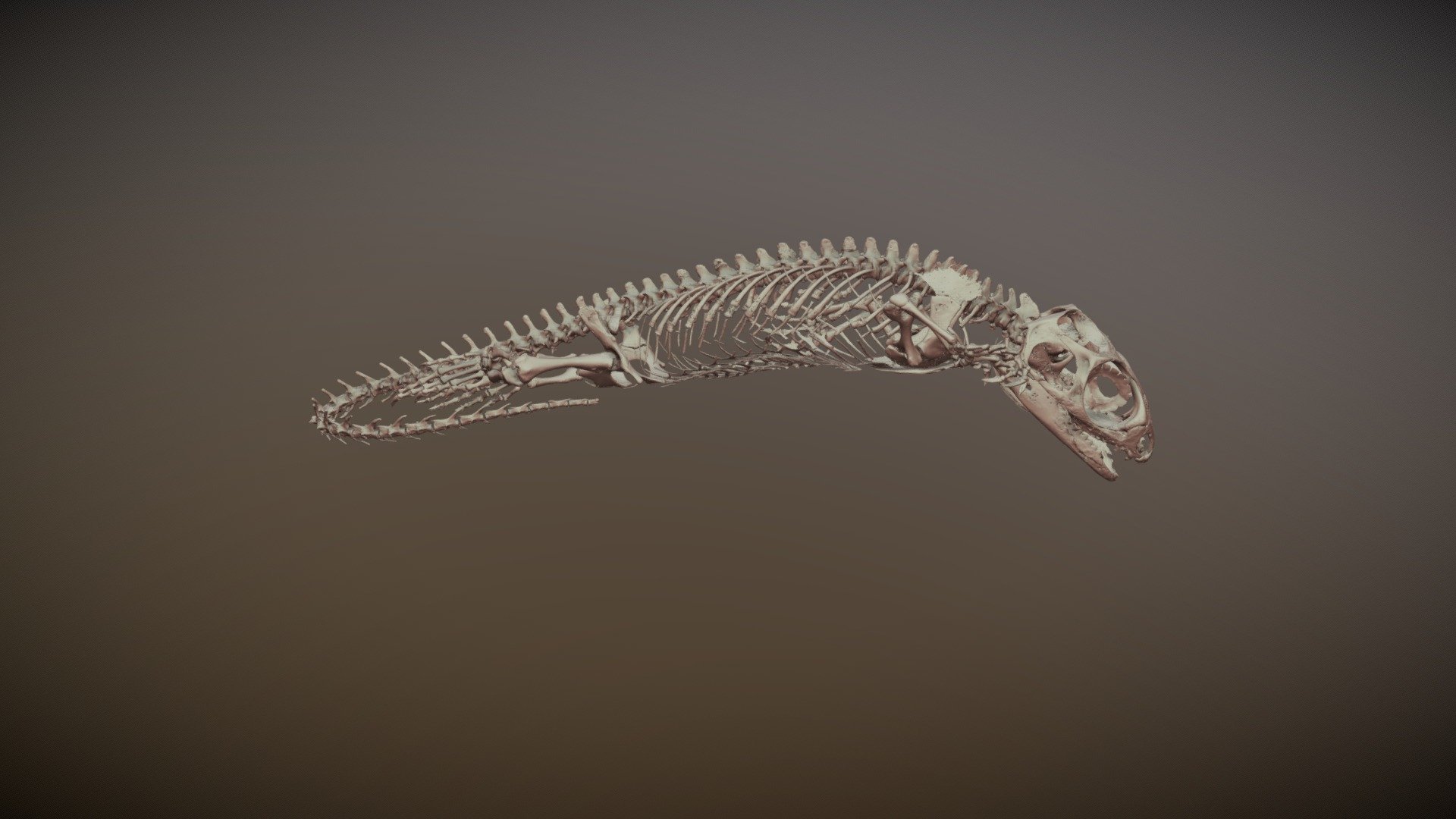 Sphenodon punctatus UF14110 - 3D model by Blackburn Lab (@ufherps ...