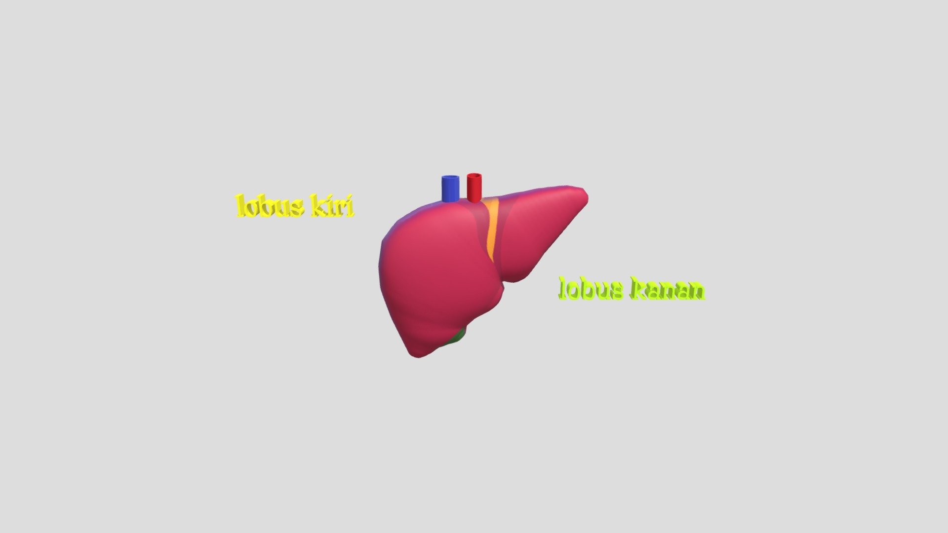 Liver - Download Free 3D model by Ryanaarti [d4cae71] - Sketchfab
