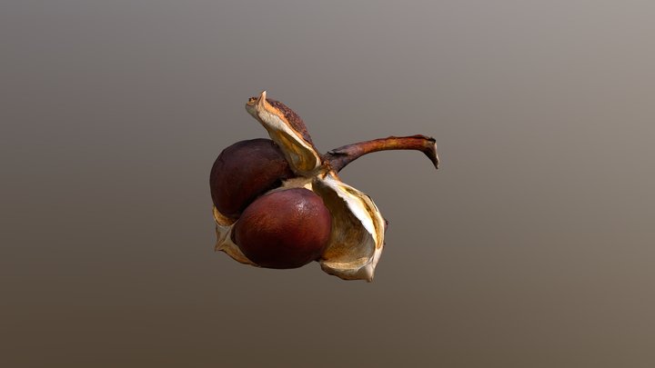 Conker 3D models - Sketchfab
