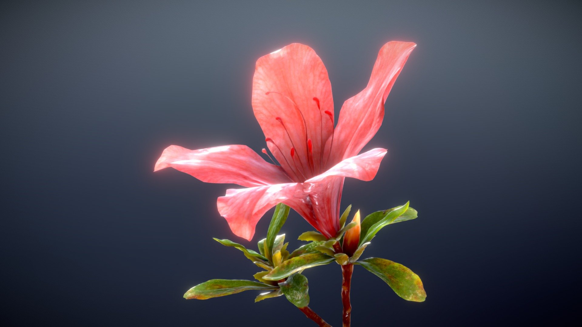 Rhododendron - Azalea ( Free download ) - Download Free 3D model by ...