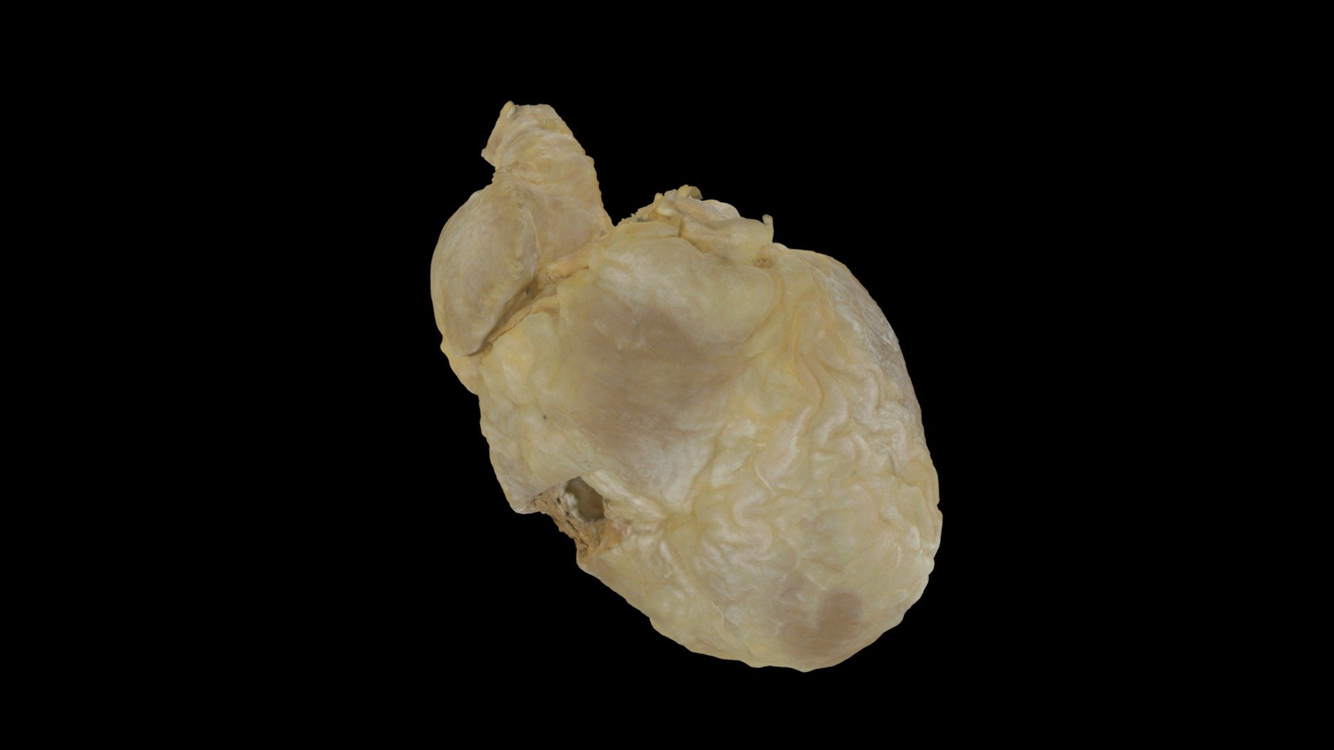 Plastinated Whole Human Heart #188 - Download Free 3D model by ...
