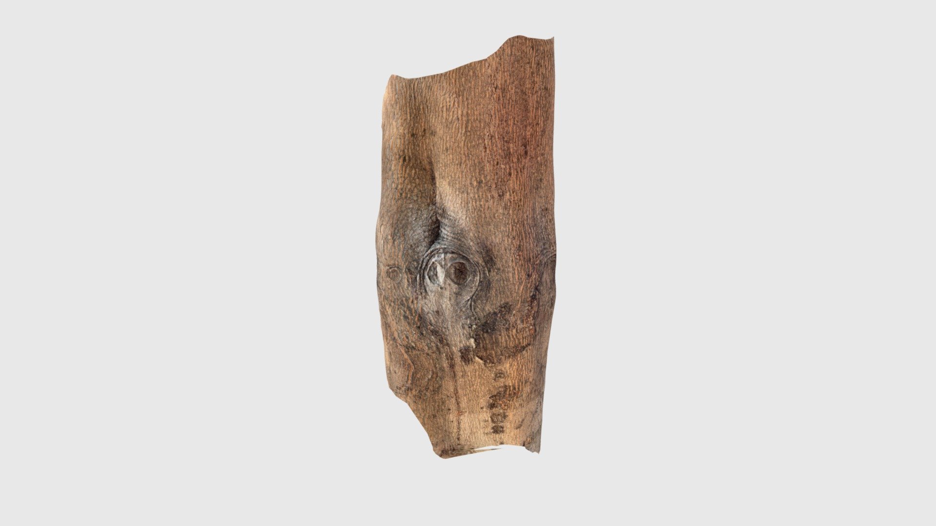 Tree trunk scanning - Download Free 3D model by legend8484 [d4cd4d0 ...