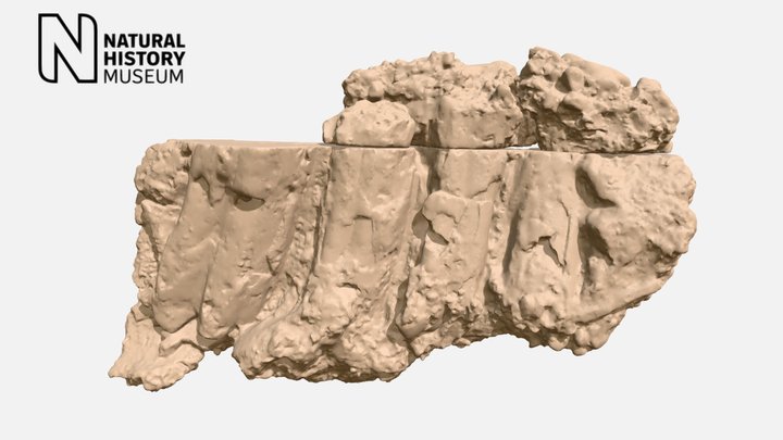 Mylodon 3D models - Sketchfab