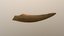 Animal horn (VCU_3D_2144) - Download Free 3D model by Virtual Curation ...