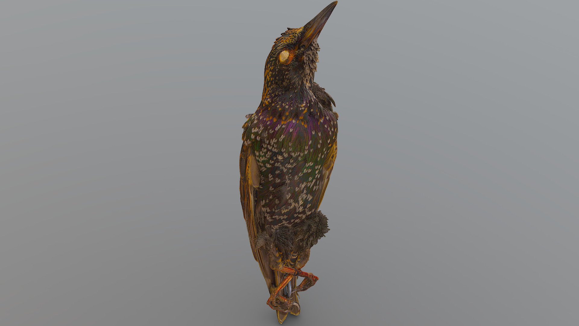 European Starling Taxidermy - 3D model by Laser Design (@Laserdesign ...