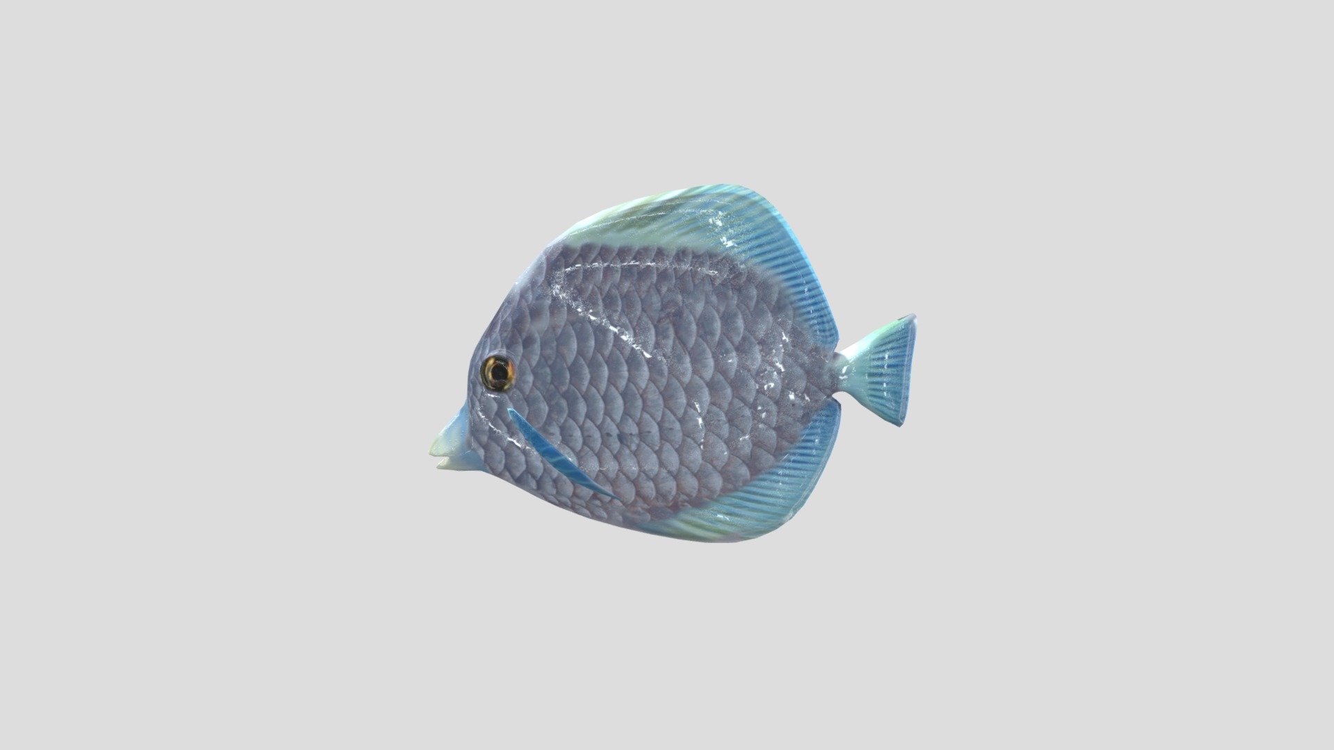 Fish - Download Free 3D model by Rosebud56 [d4e179f] - Sketchfab