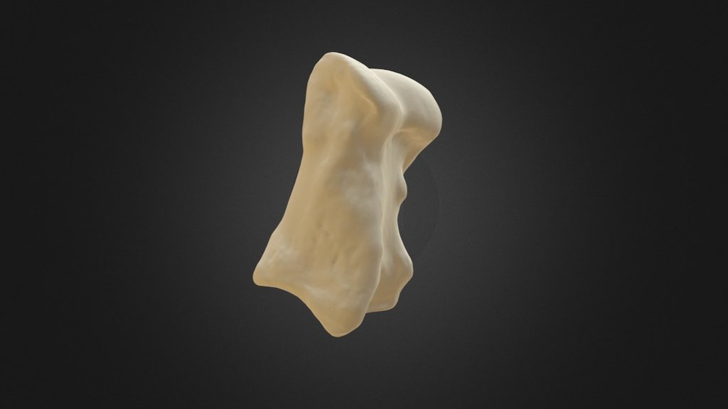1310002 First Front Phalanx 1 Right SF - 3D model by William_R_Adams ...