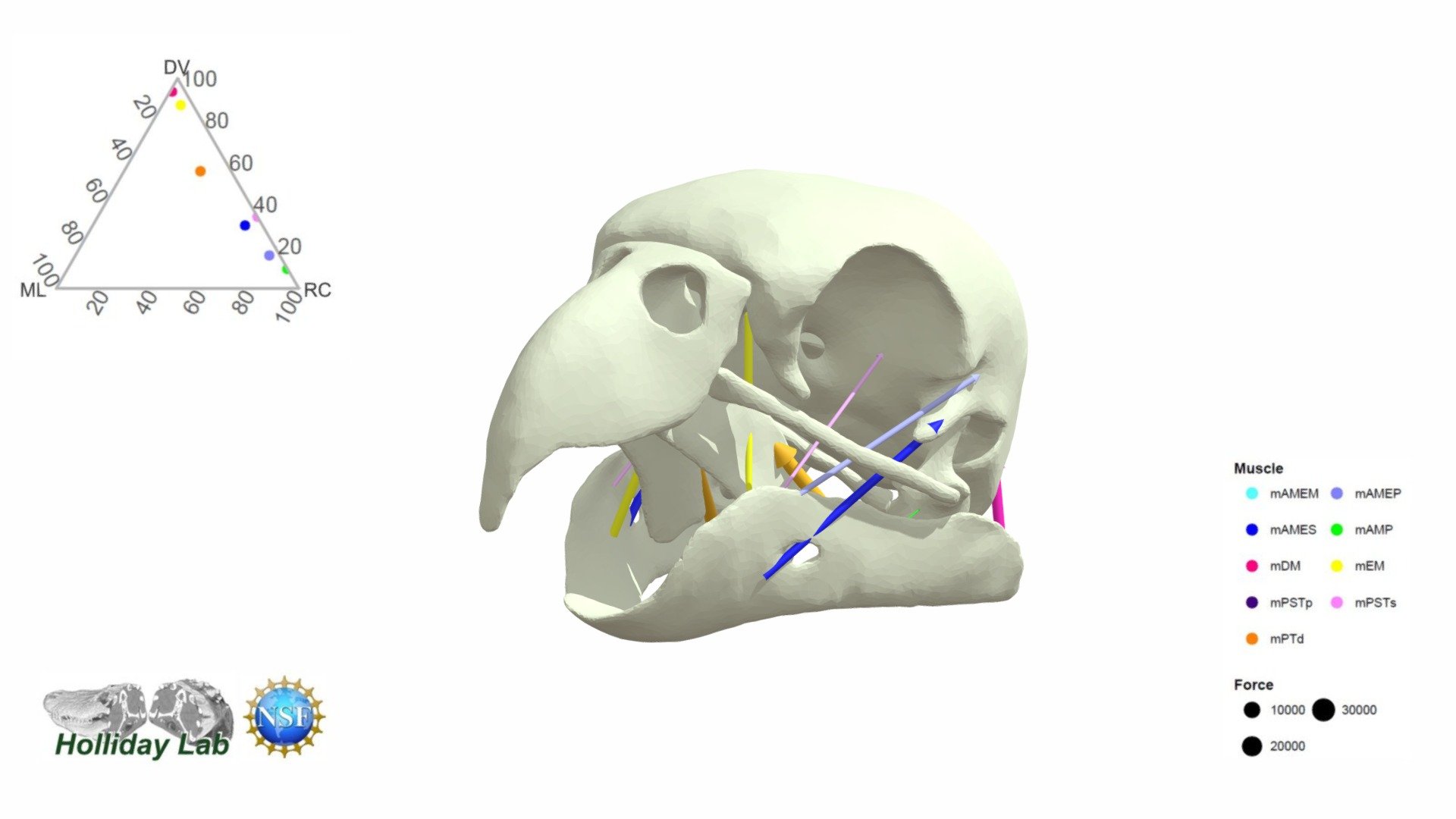 Grey Parrot 3D Jaw Muscle Forces - Download Free 3D model by Holliday ...