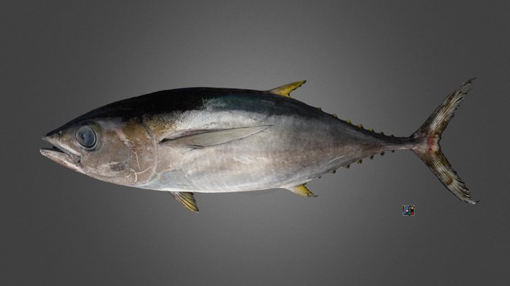 Tuna 3D models - Sketchfab