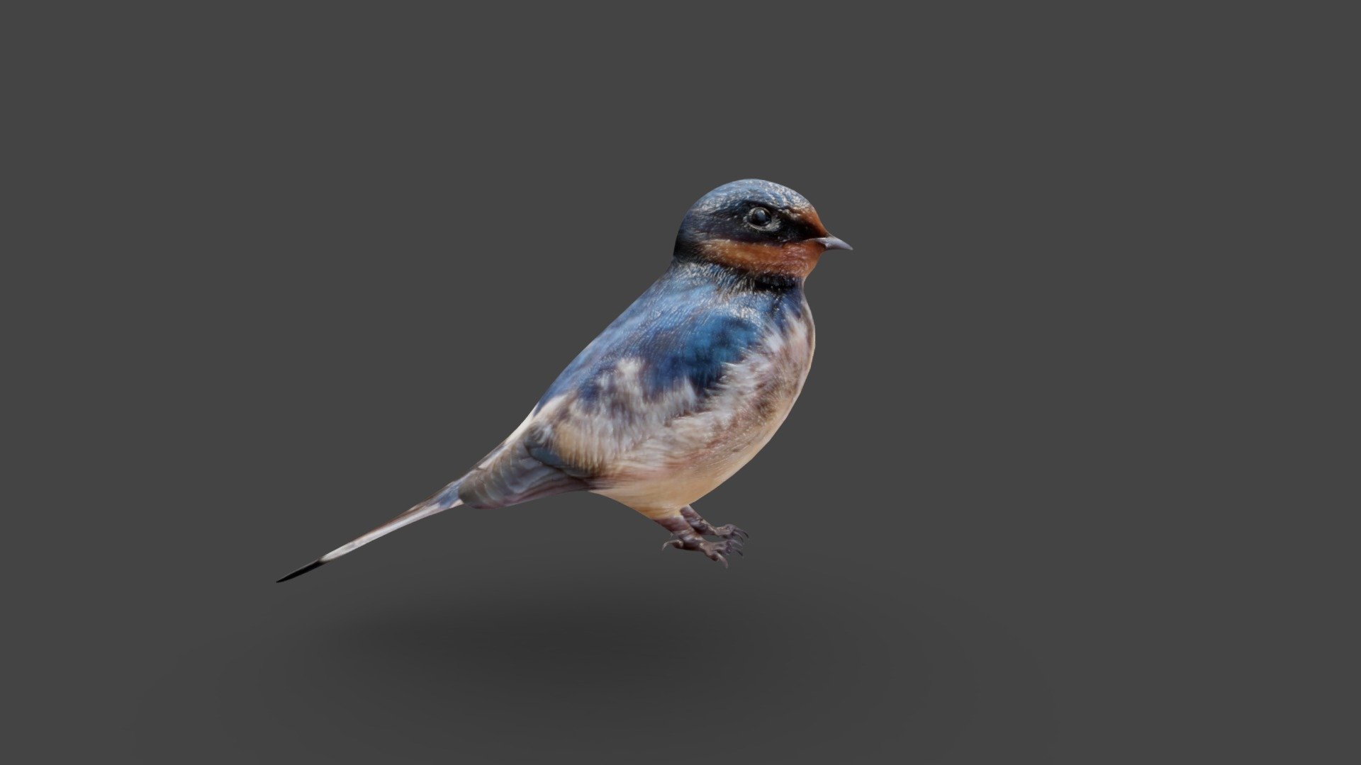 Swallow - Download Free 3D model by Chaitanya Krishnan (@chaitanyak) [d4f0502] - Sketchfab