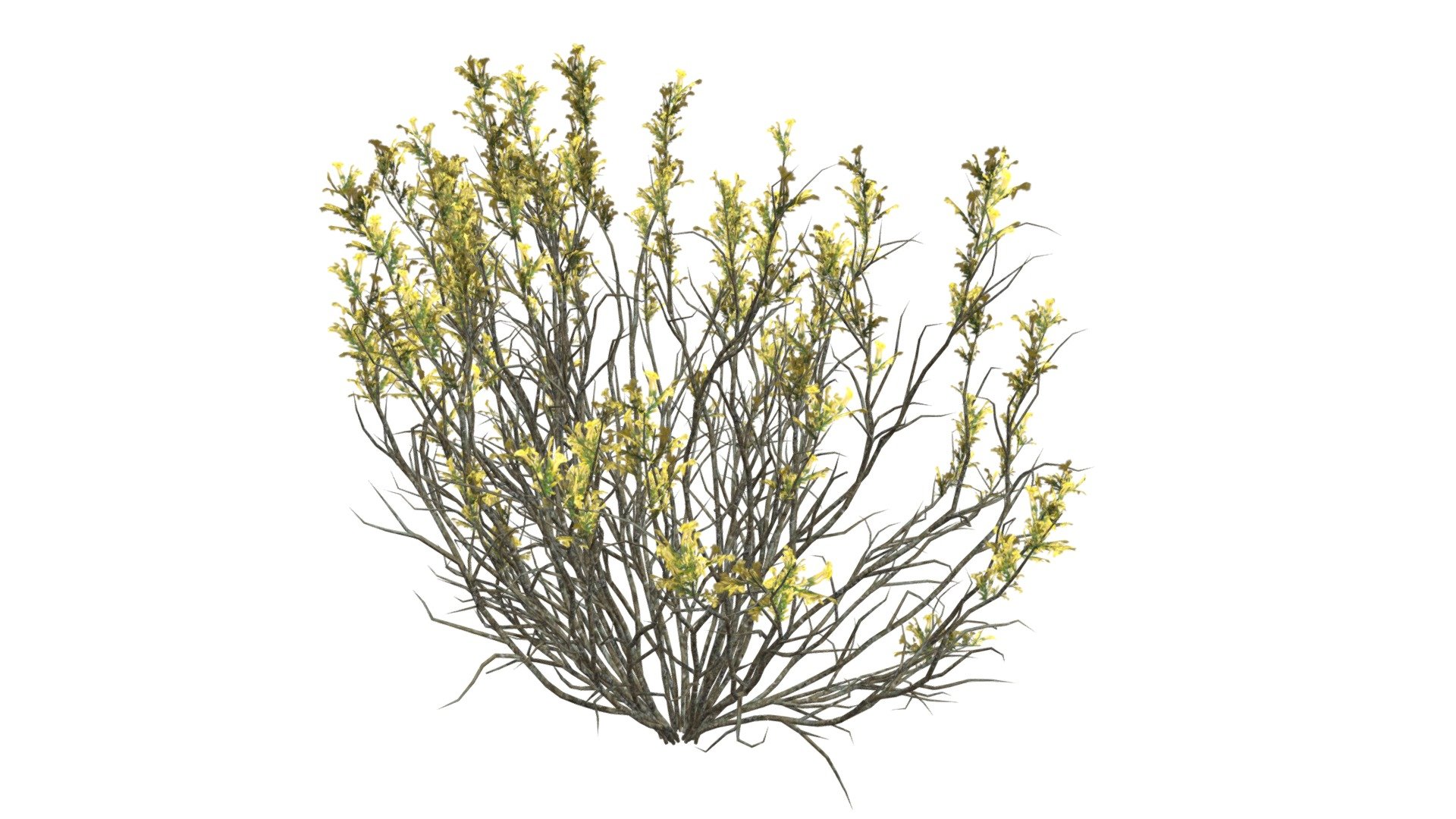 Broom Snakeweed with Flowers #08 - Buy Royalty Free 3D model by ...