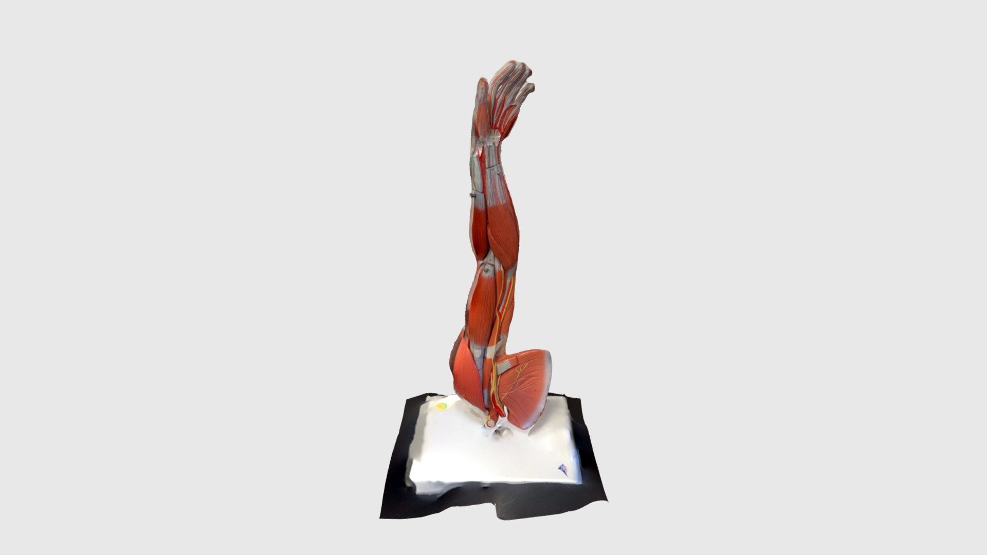 Arm - Download Free 3D model by Jcf2024 [d4fd4a9] - Sketchfab