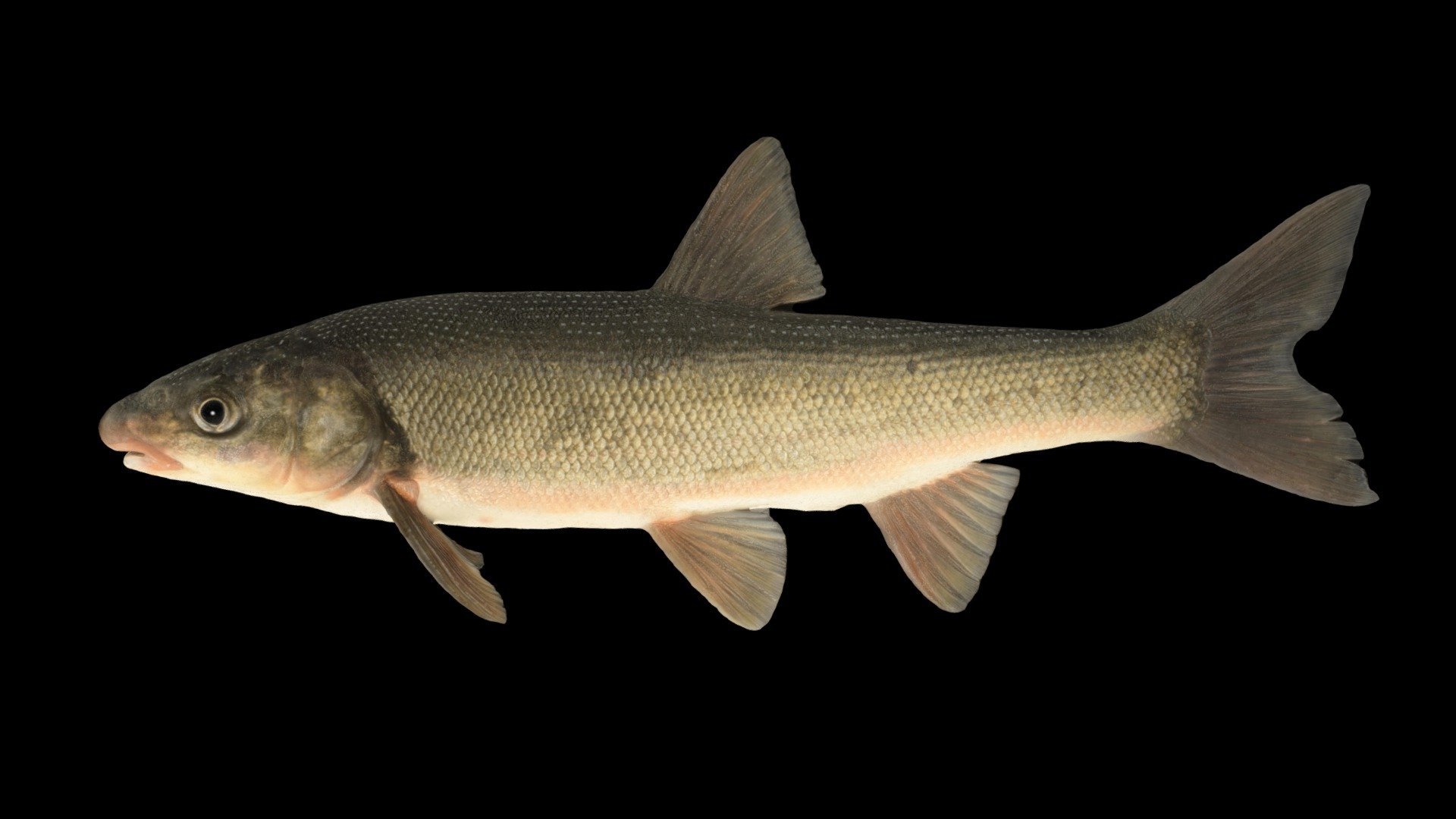 ウグイ 🐟 ♂ Dase, Tribolodon hakonensis - 3D model by ffish.asia / floraZia ...