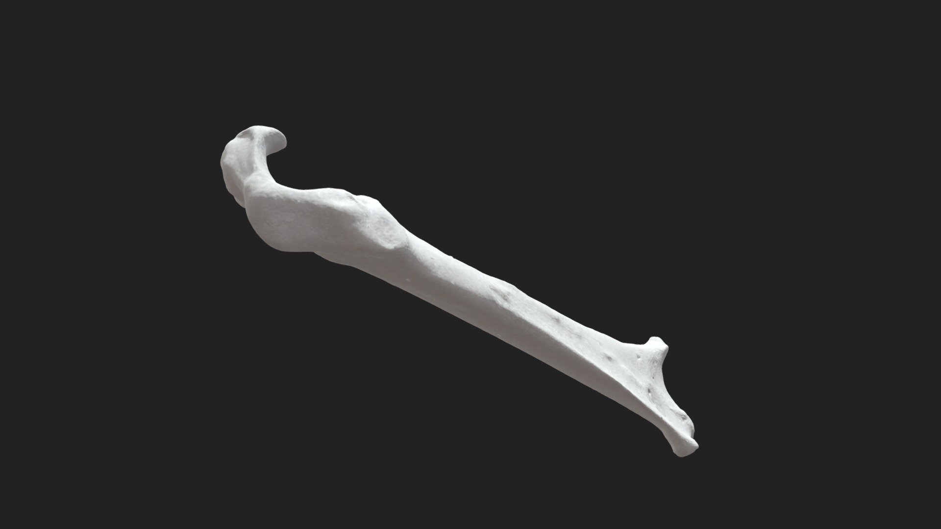 coracoid (coracoideum) chicken - Download Free 3D model by ...