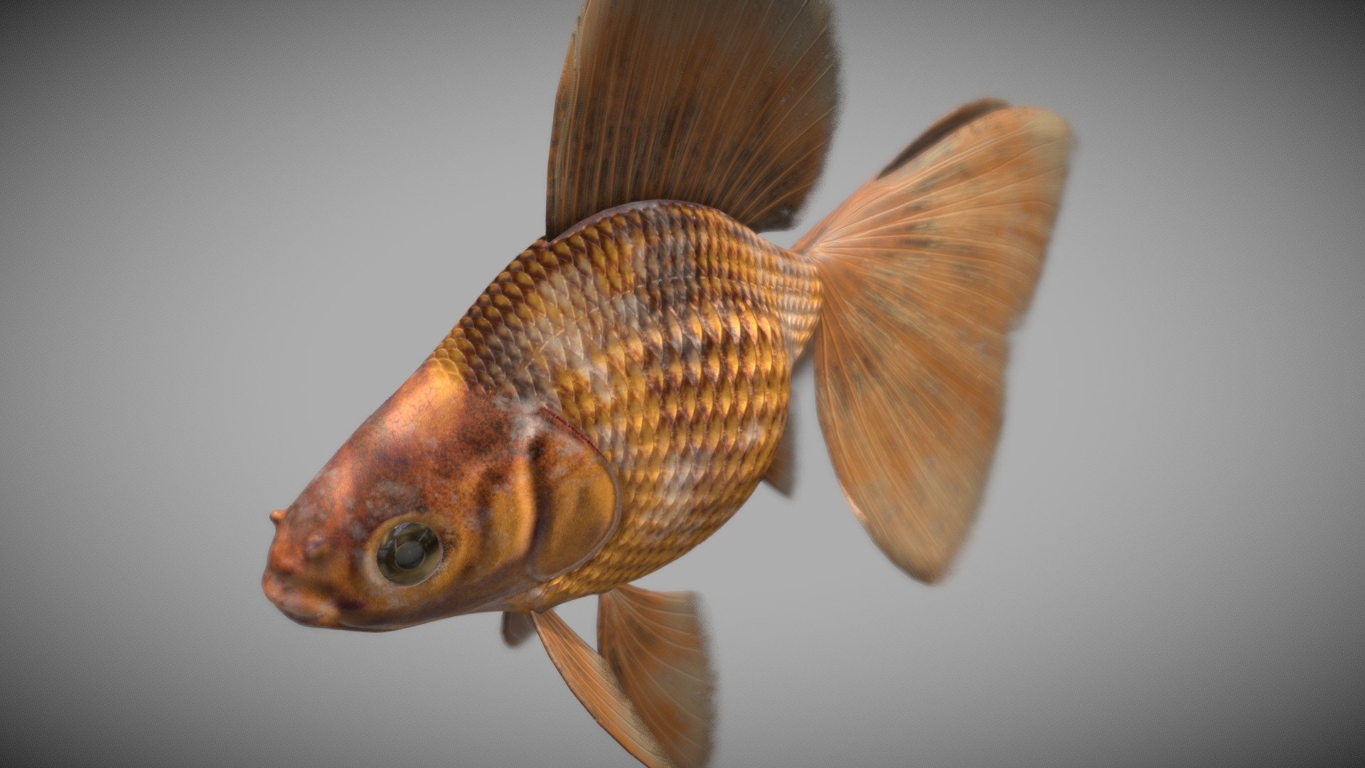 Veiltail goldfish - Download Free 3D model by somitsu [d504022] - Sketchfab