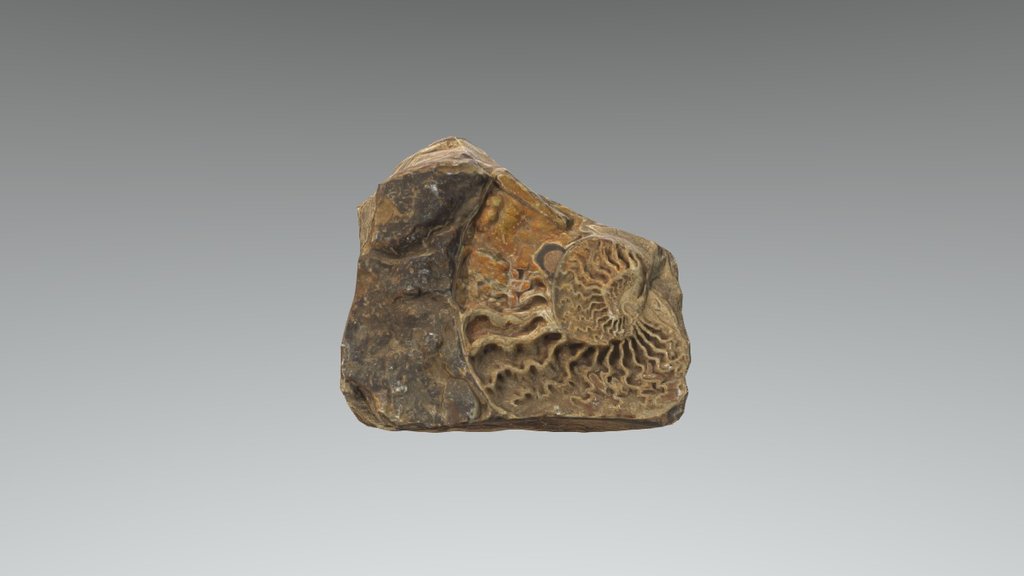 Fossil - 3D model by VyVera [d50c84c] - Sketchfab