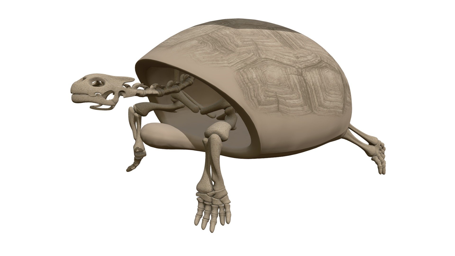 Tortoise Turtle Skeleton - Buy Royalty Free 3D model by 3DHorse ...
