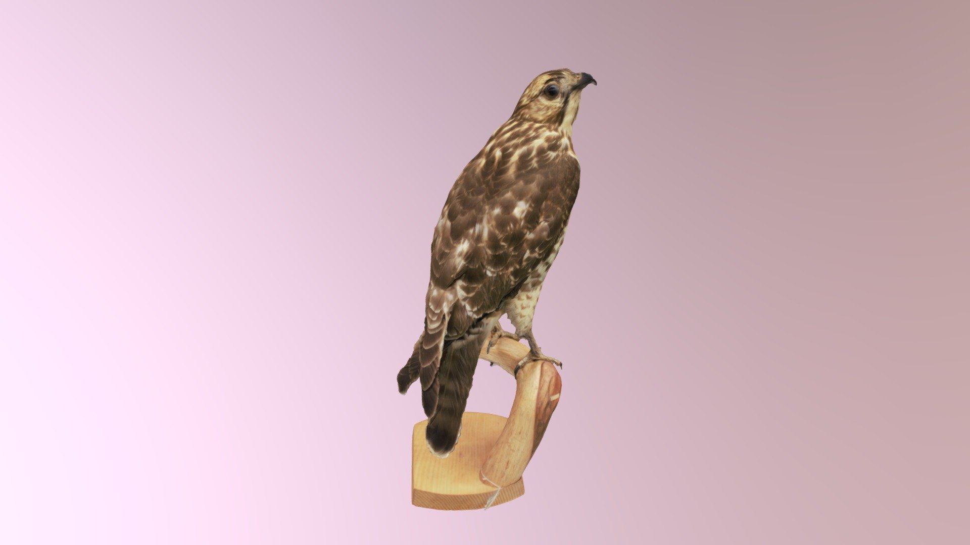 Hawk 1 - 3D model by Youbie's Collection (@dhutchinson22) [d513e87 ...