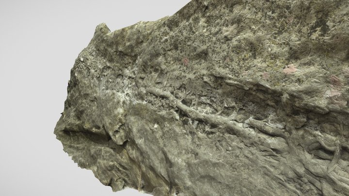 Fossil-skeleton 3D models - Sketchfab