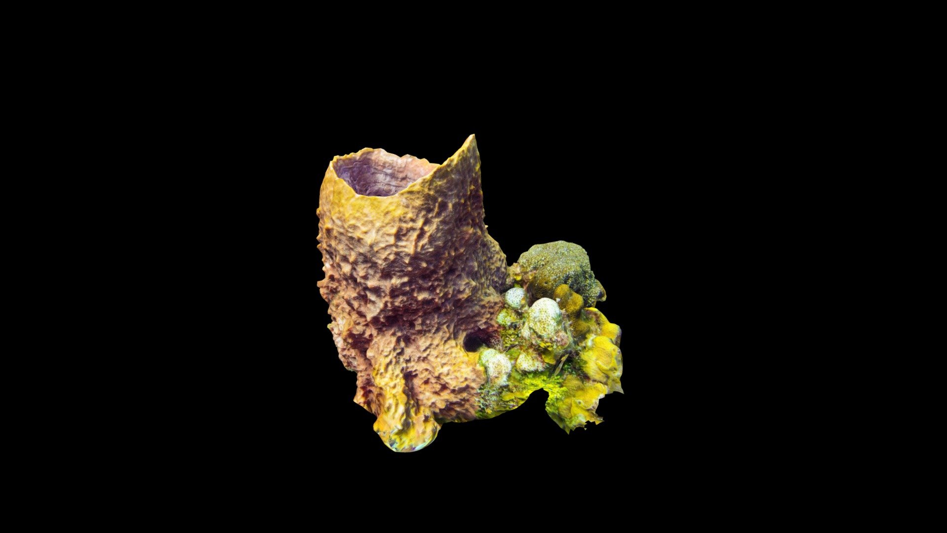 Barrel Sponge - 3D model by Glubel (@3DMarineFund) [d51b174] - Sketchfab