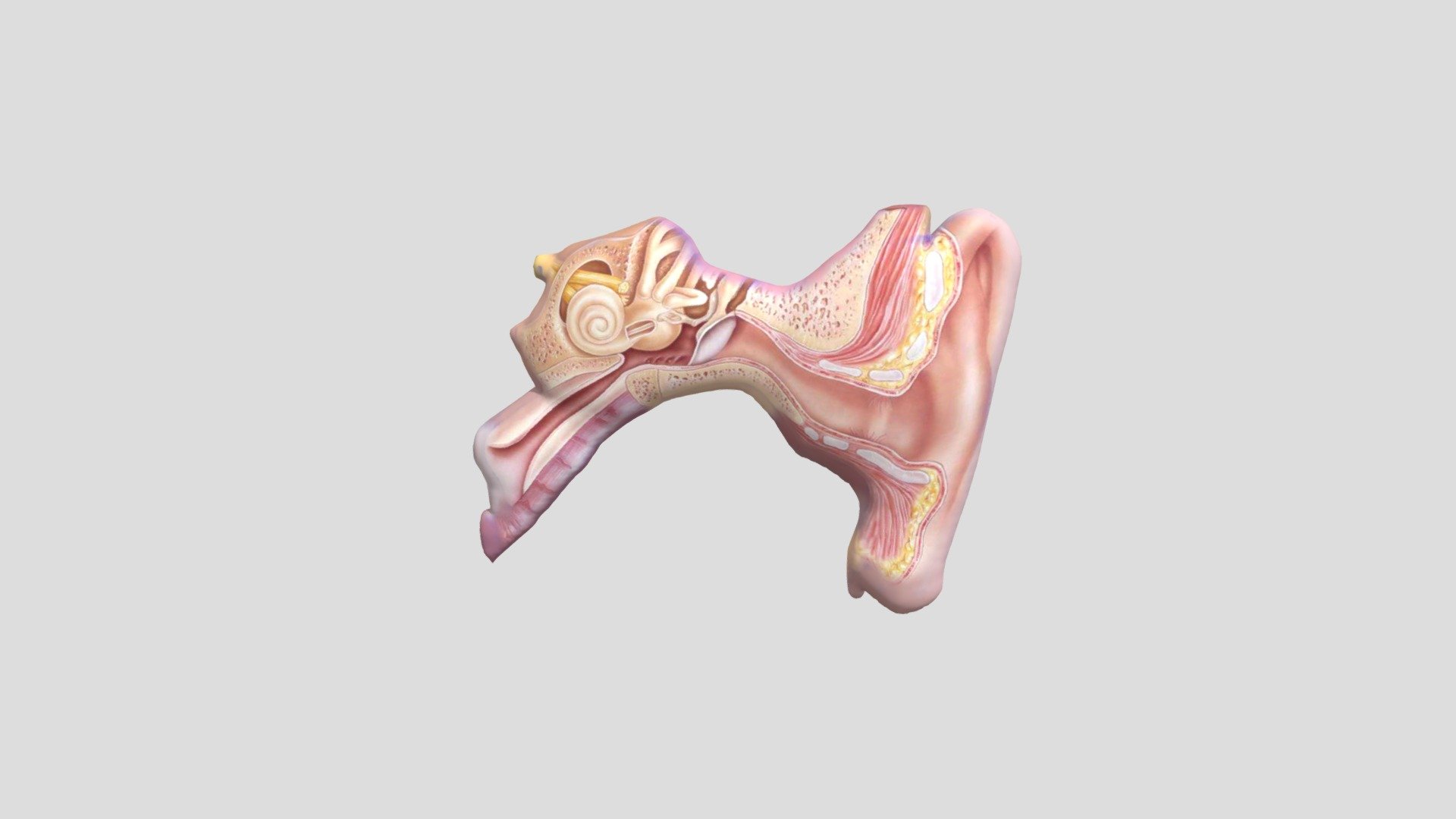 telinga_by_riska_henilian_saputri - 3D model by izmi.nadila0101 ...