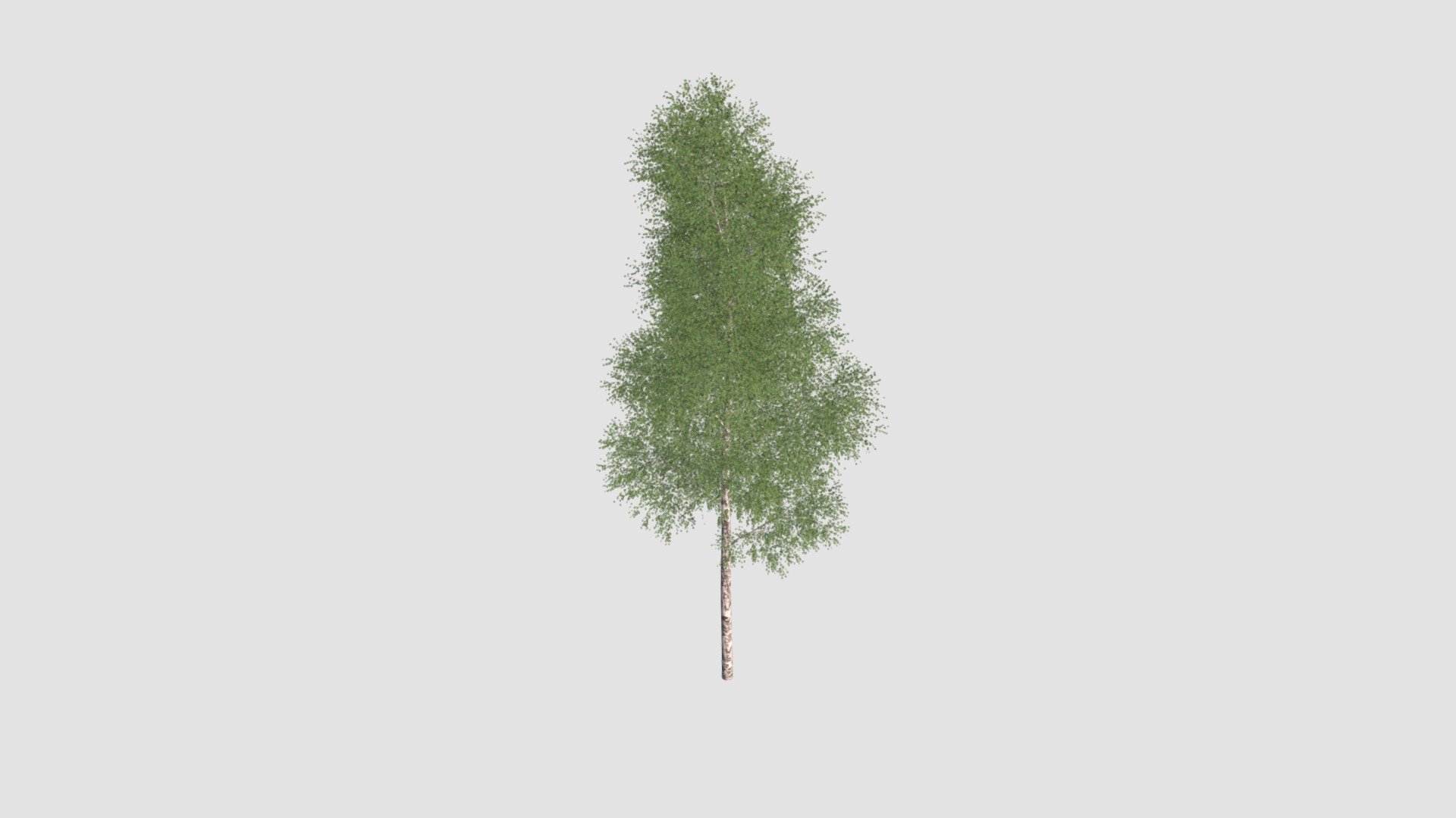 tree - Buy Royalty Free 3D model by Evermotion [d51f3a8] - Sketchfab Store