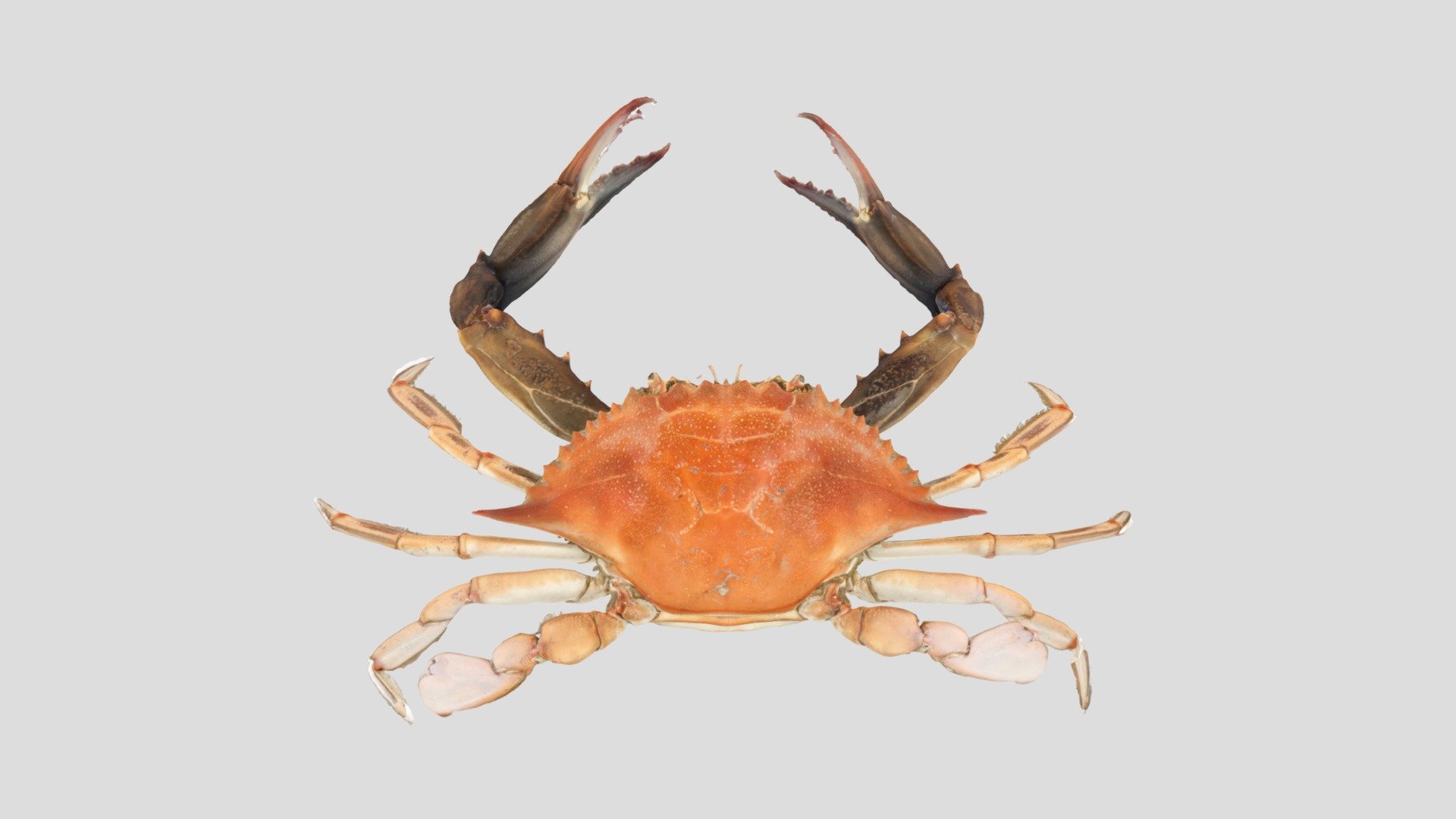 Callynectes sapidus - 3D model by Genova Blue District ...