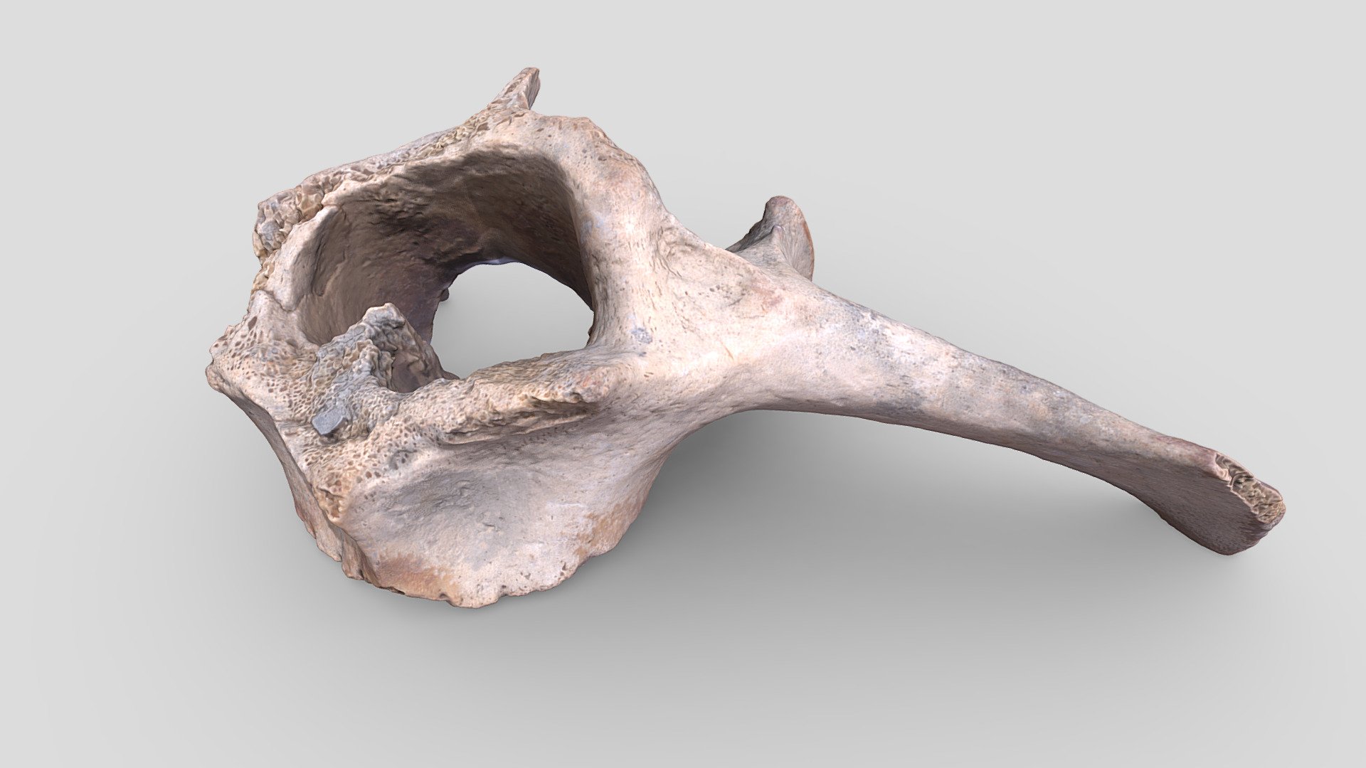 Bot van dier / Animal bone - 3D model by Maritiem Muzeeum Zeeland ...