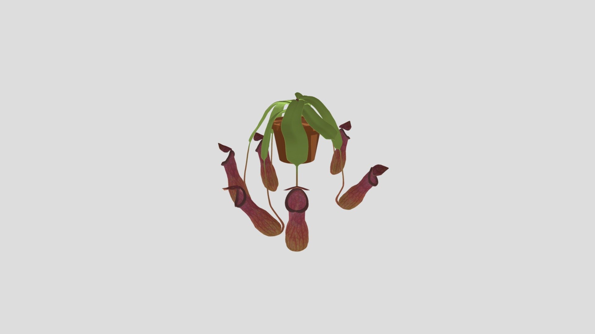 Pitcher Plant - Download Free 3D model by jonzephine [d52fd38] - Sketchfab