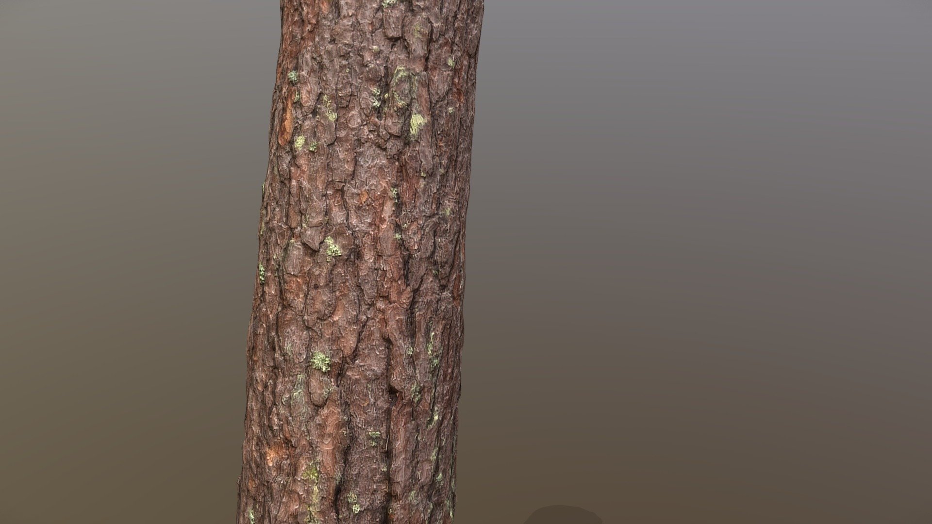 Pine tree trunk - Download Free 3D model by Lassi Kaukonen ...