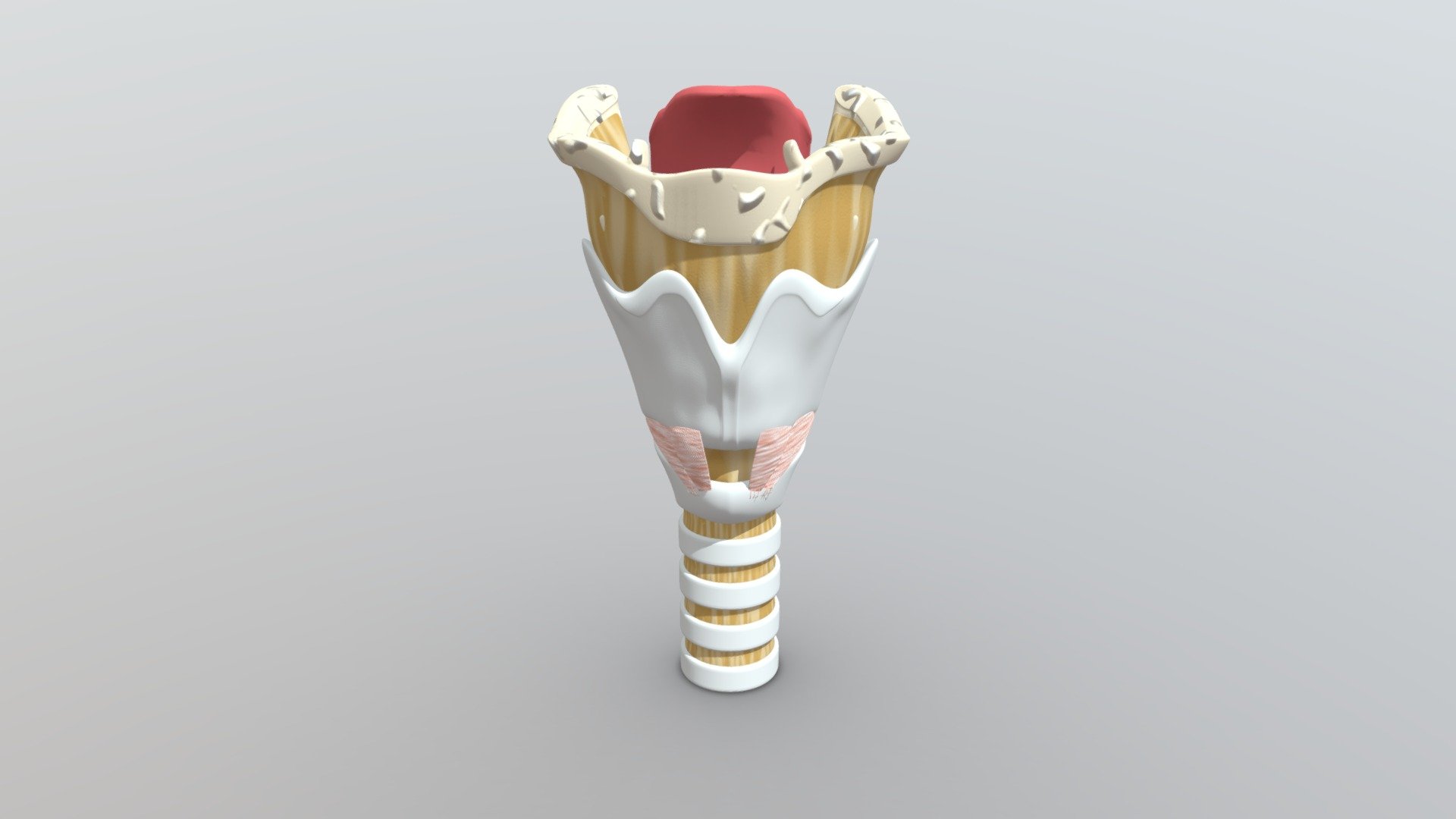 Larynx - 3D model by jm.radi [d536b75] - Sketchfab