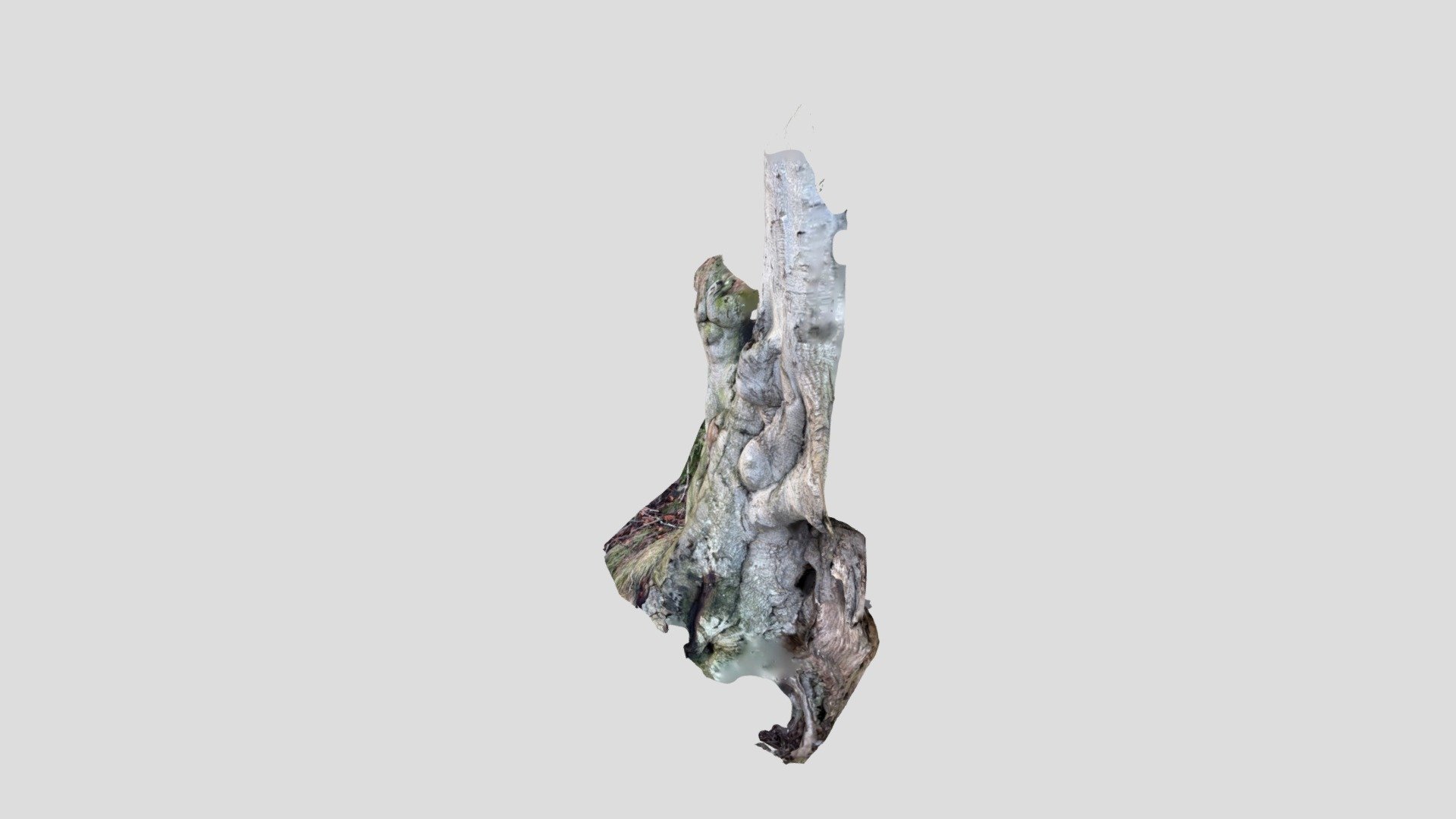 The body of the tree - Download Free 3D model by thecommonpeople ...