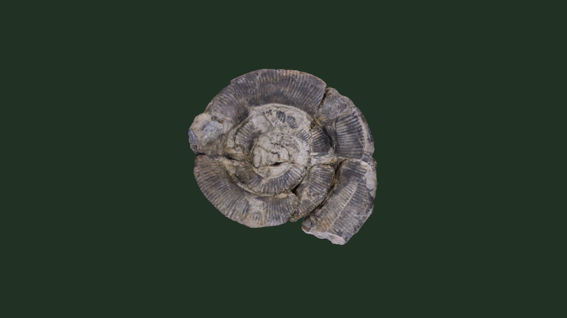 プラビトセラス シグモイダーレ Pravitoceras sigmoidale (part 1) - Download Free 3D ...