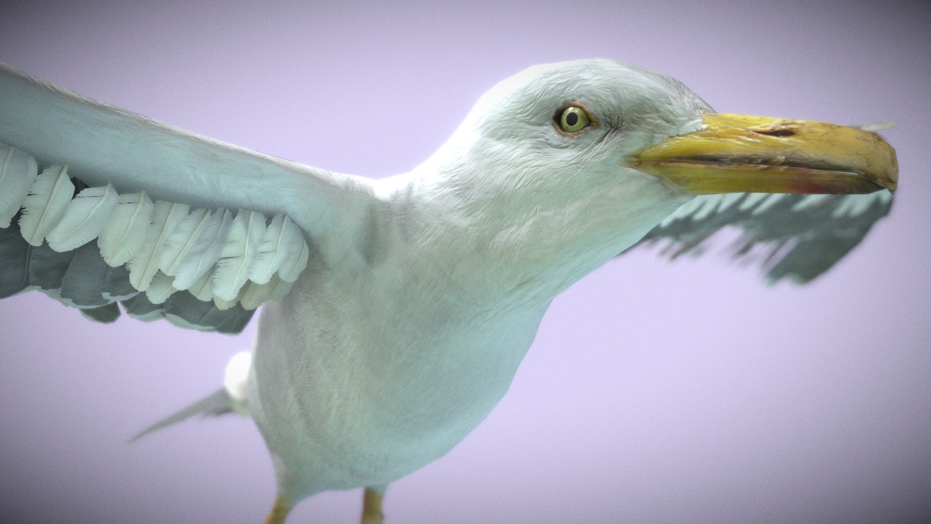 Seagull - 3D model by robertfabiani [d53eae0] - Sketchfab