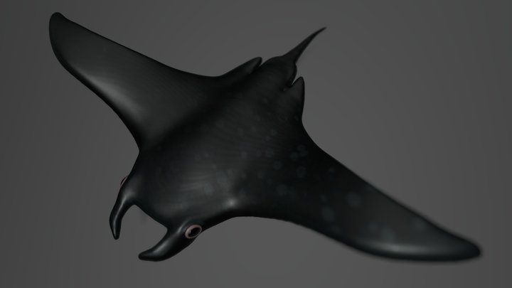 Stingray 3D models - Sketchfab