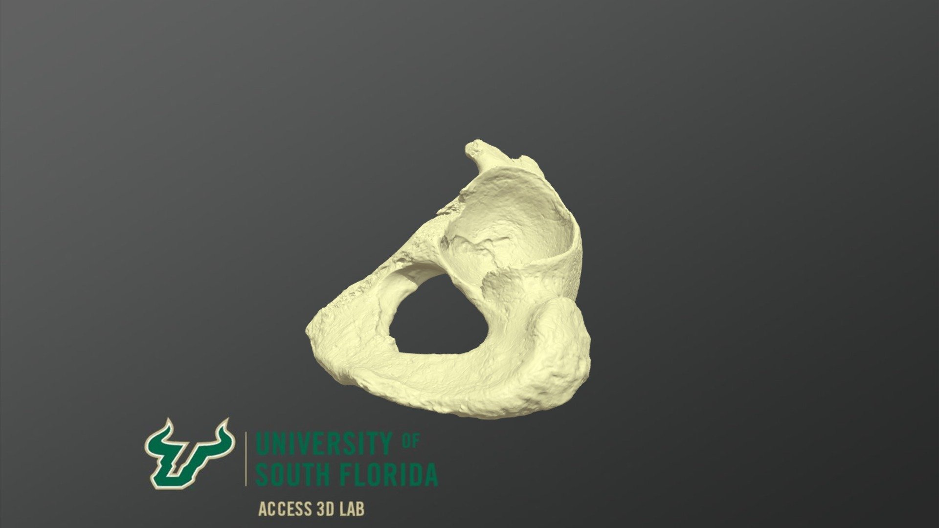Left Os Coxa (M) - 3D model by access3d [d5433e2] - Sketchfab