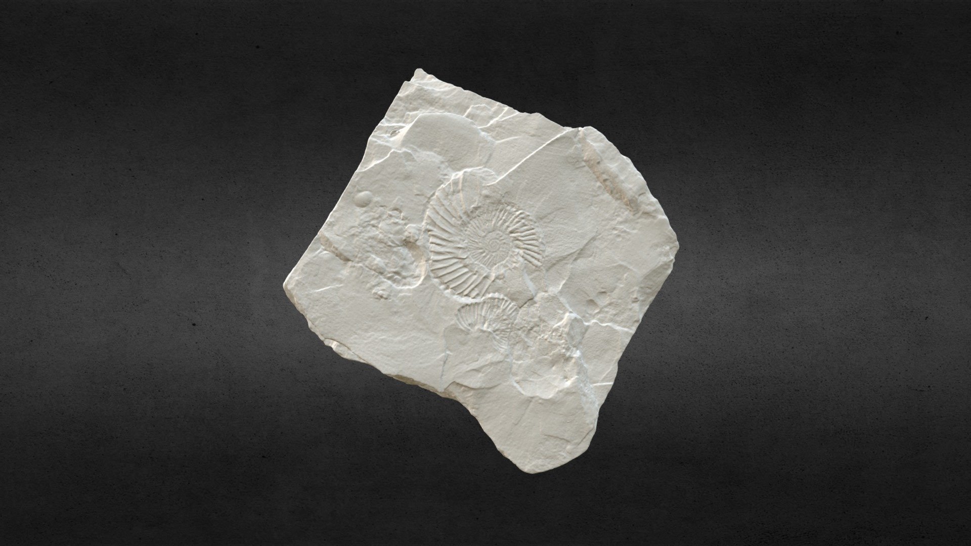 49 Aulacostephanus eudoxus - 3D model by 3d Fossils GB (@3dFossils ...