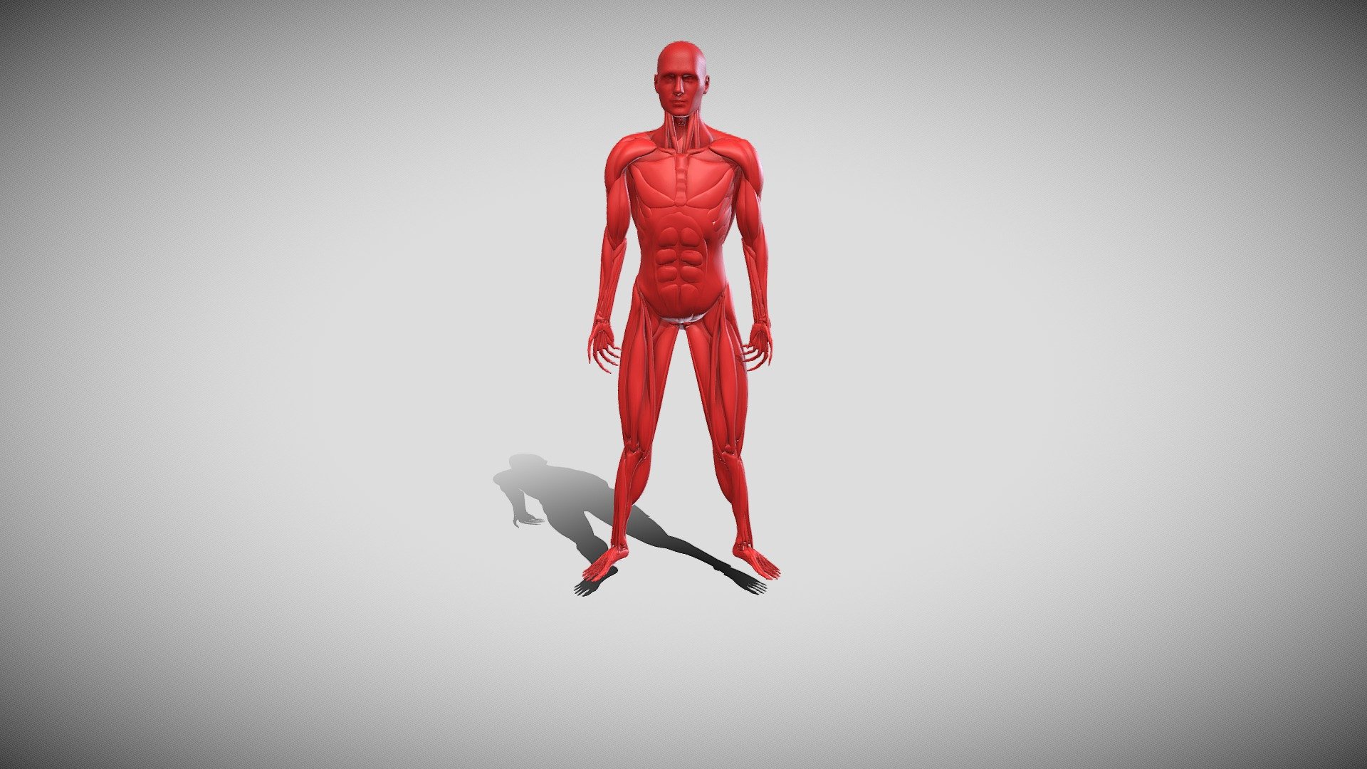 Squat - 3D model by Npulford [d549fff] - Sketchfab
