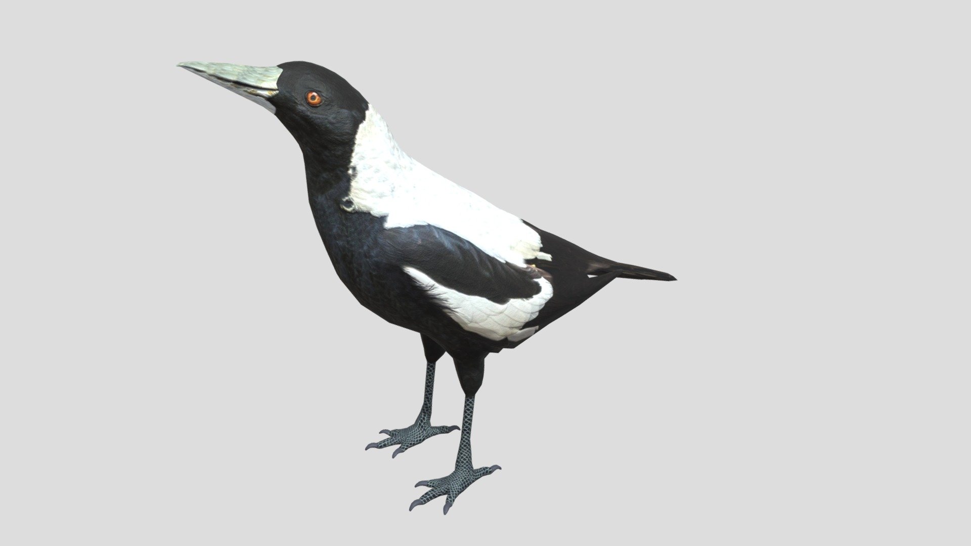 Magpie Blend - Buy Royalty Free 3D model by rmilushev [d54af06 ...