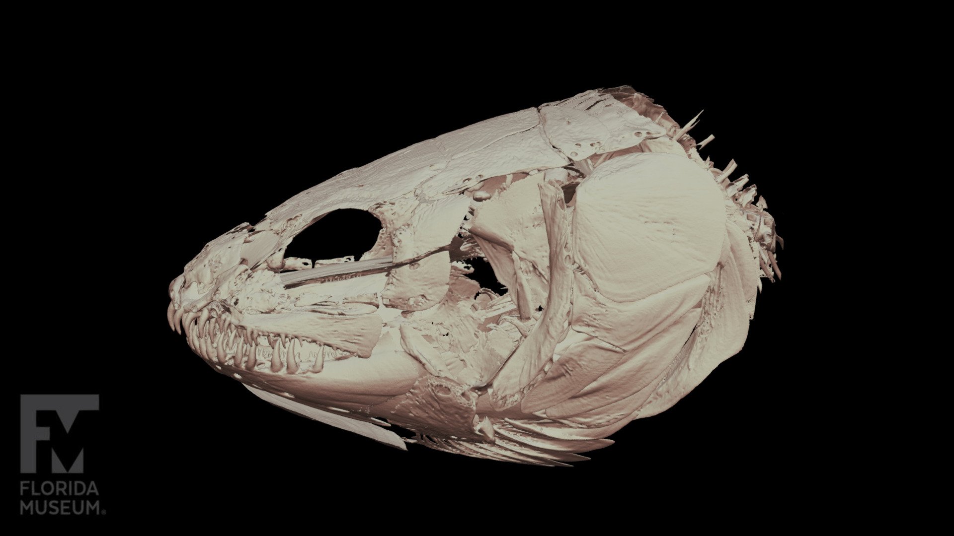 Bowfin Skull, Amiidae - 3D model by FloridaMuseum [d54ca2c] - Sketchfab