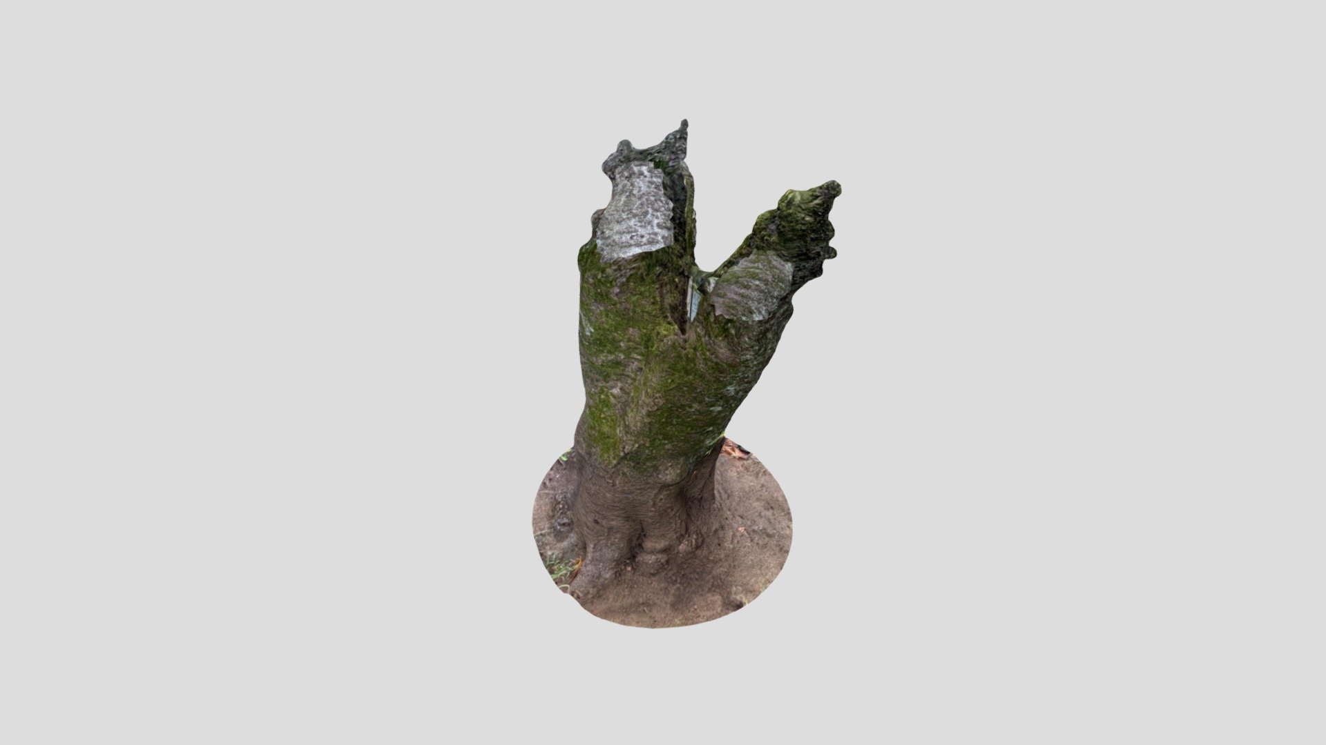 tree7 - Download Free 3D model by ishigakijunichi [d558331] - Sketchfab